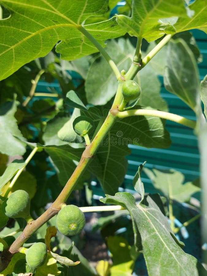 Green Figs Growing on a Branch. Ripening Figs Stock Photo - Image of ...