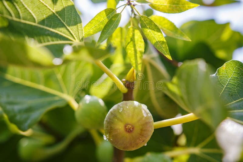 Figs Growing on Tree in the Springtime Stock Image - Image of branch ...