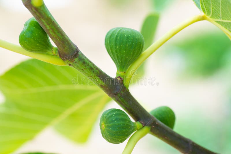 Green figs ripen on a tree stock image. Image of ripe - 206294325