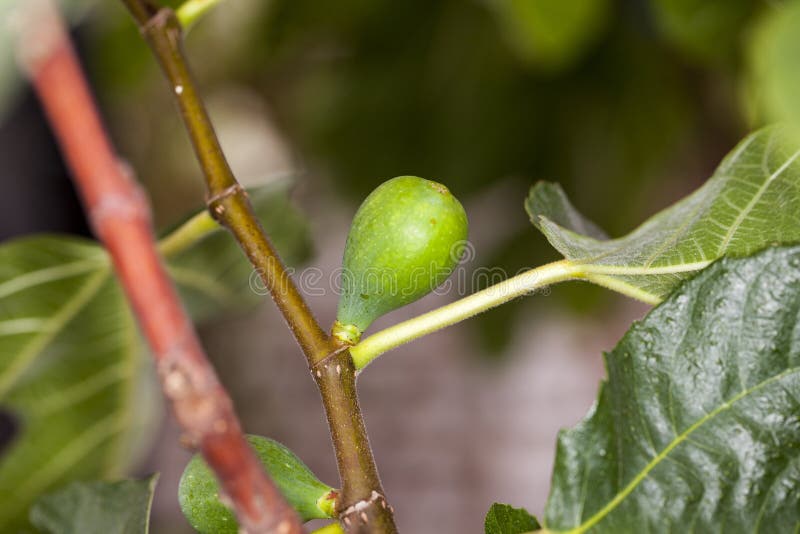 Figs Ripening on a Fig Tree Stock Photo - Image of preparing, ficus ...