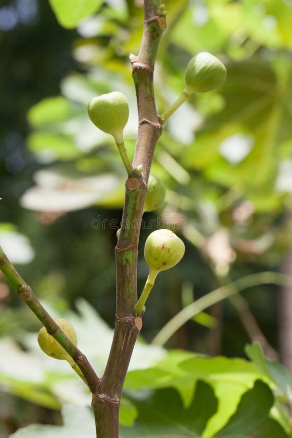 Green figs tree stock image. Image of grow, tree, branch - 58283251