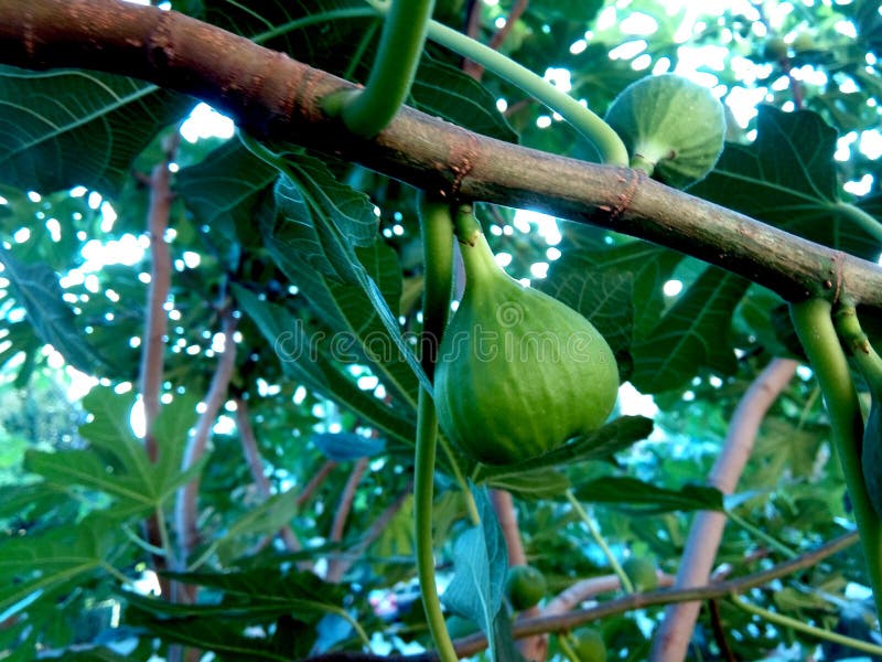 Green figs in the tree stock photo. Image of trees, figs - 227899662