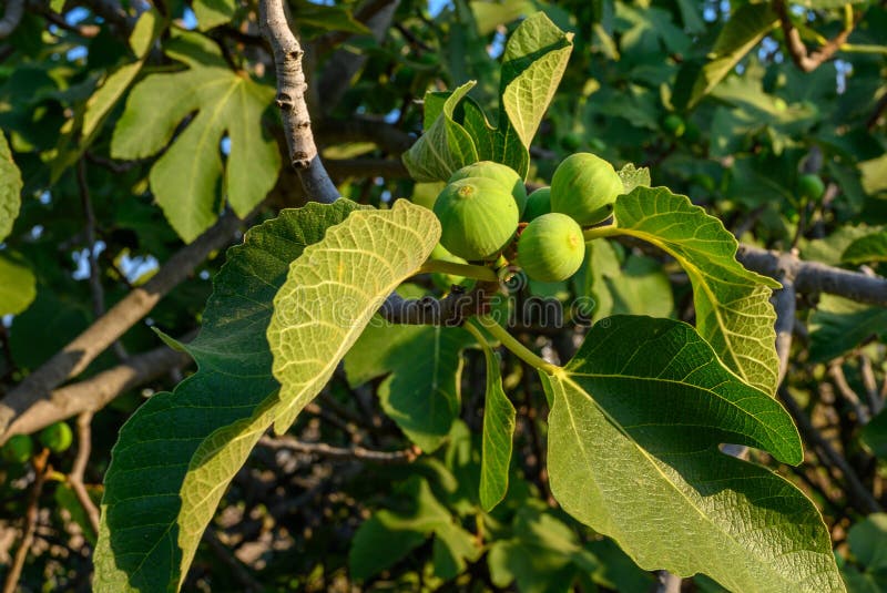 Green Figs on Tree, Figs on Tree Stock Photo - Image of hanging ...
