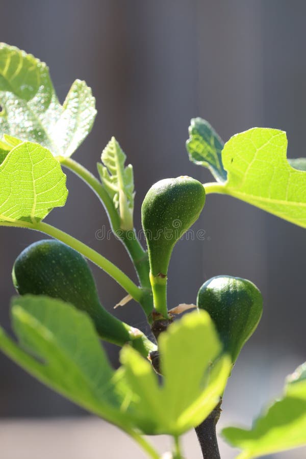 Green figs stock image. Image of fruit, evergreen, flower - 266108503