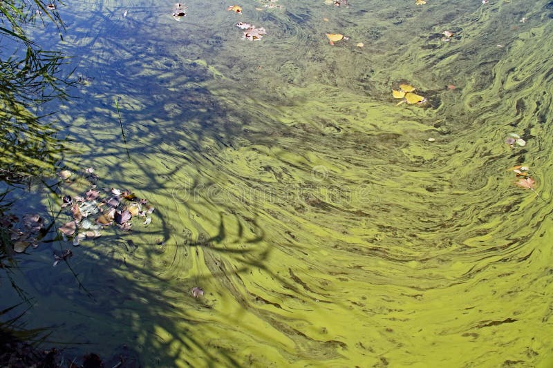 Green Film of Algae Floating on the Water of a Pond Stock Image - Image ...