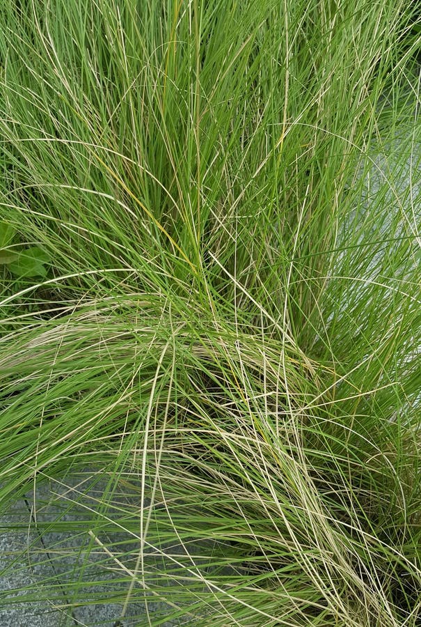 Green fine plant leaves stock image. Image of lines, texture - 79185465