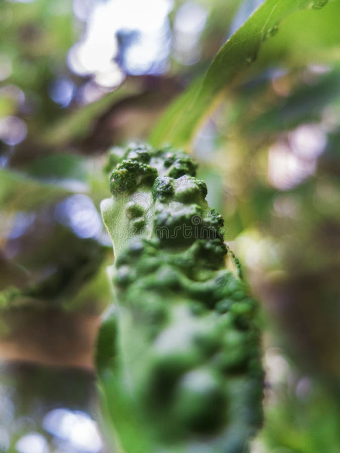 Green Finger Lihe Leaf with Blisters on it Stock Photo - Image of ...