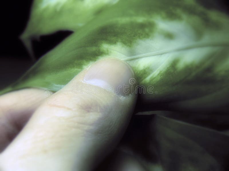 Green fingers stock photo. Image of grow, plants, gardener - 1368228