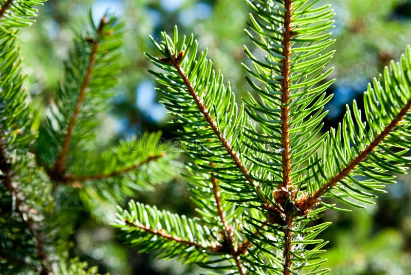 Green fir stock photo. Image of wood, forest, summer - 26588060