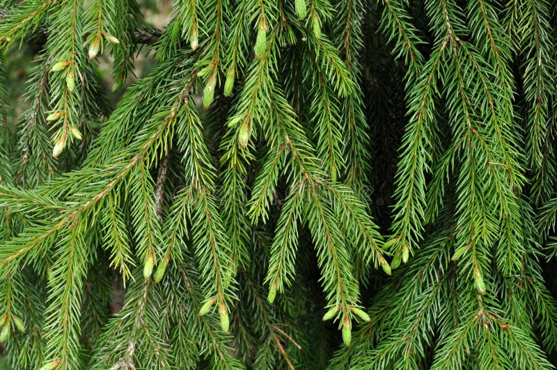 Green Fir Branches with New Sprouts Stock Image - Image of forest ...