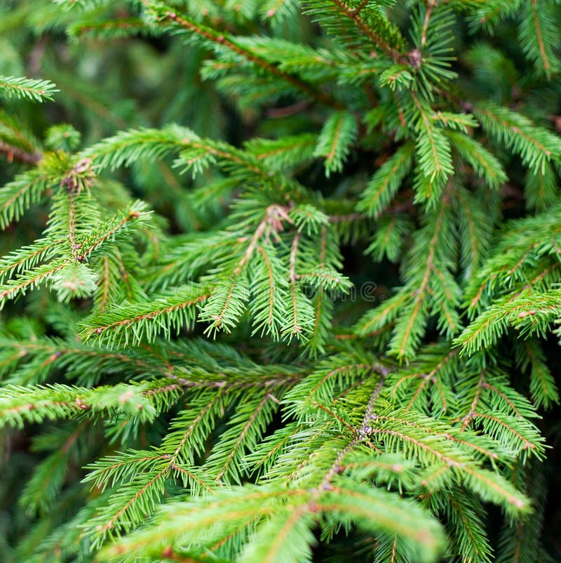 Green Fir tree stock image. Image of background, colour - 17035133