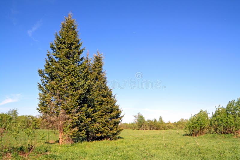 Green fir tree stock image. Image of plant, needle, growth - 24460665
