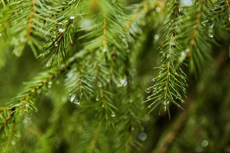 Green Fir Tree Branch with Drops of Water in the Forest with Sun Rays ...