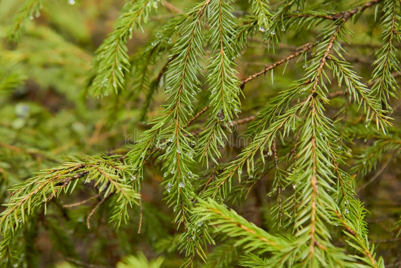 Green Fir Tree Branch with Drops of Water in the Forest with Sun Rays ...