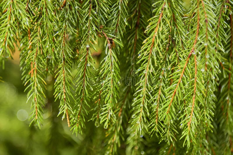Green Fir Tree Branch with Drops of Water in the Forest with Sun Rays ...