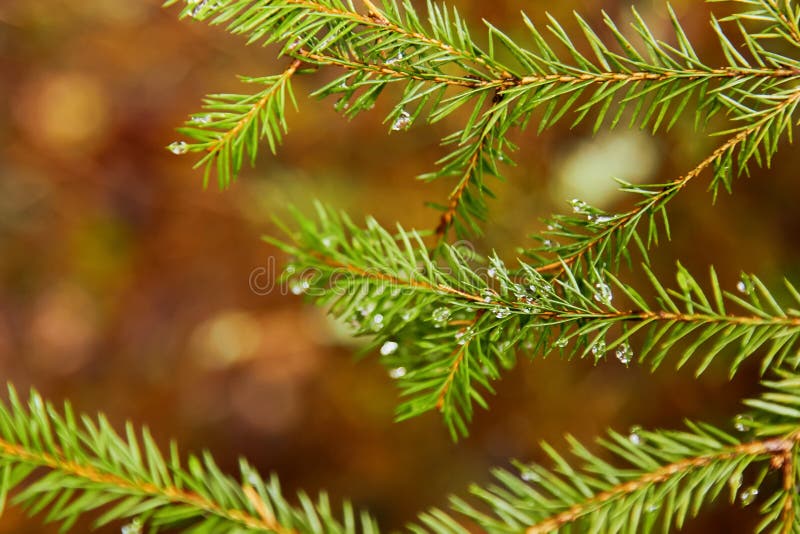 Green Fir Tree Branch with Drops of Water in the Forest with Sun Rays ...