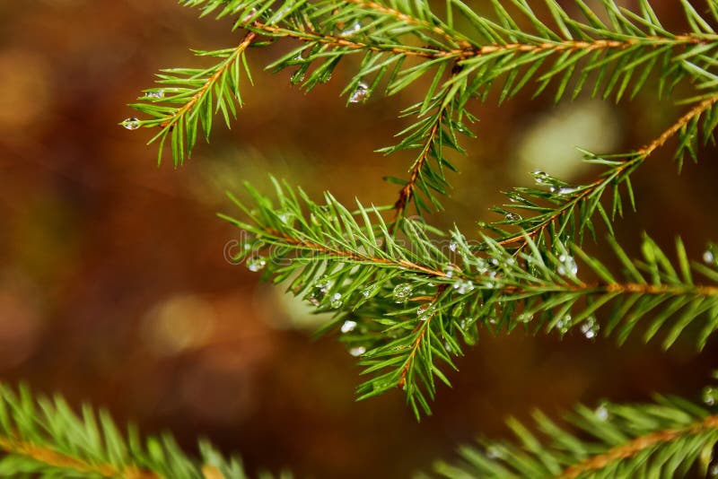 Green Fir Tree Branch with Drops of Water in the Forest with Sun Rays ...