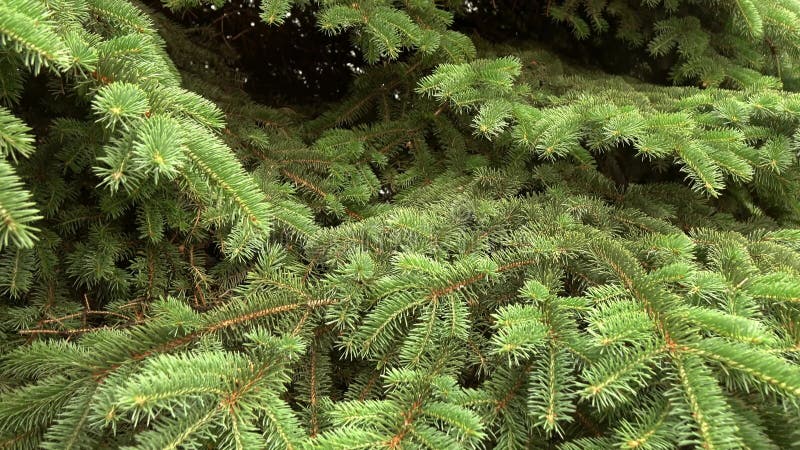 Green Fir Tree Branch Moving in the Light Wind Breeze. Stock Video ...