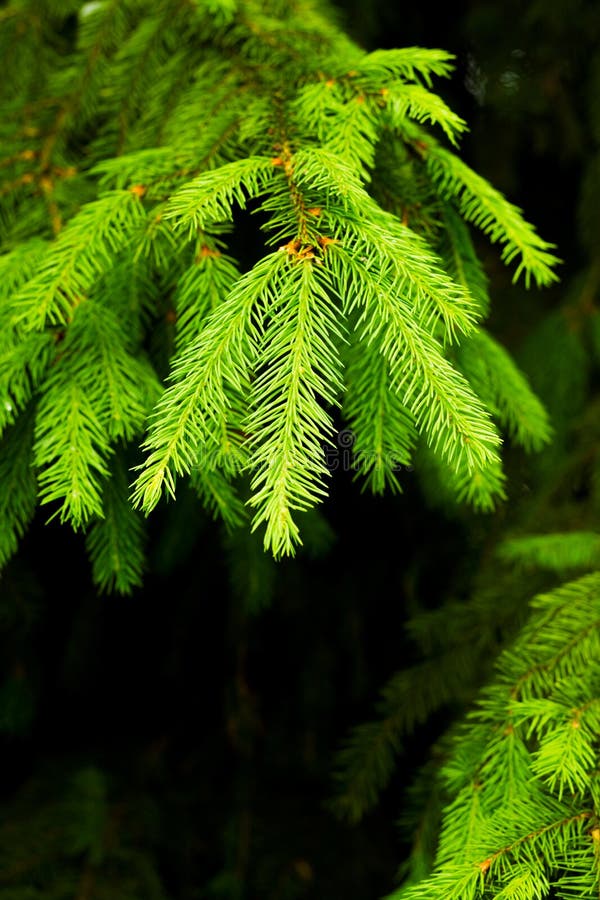 Green Fir tree branch stock photo. Image of brown, black - 80816632