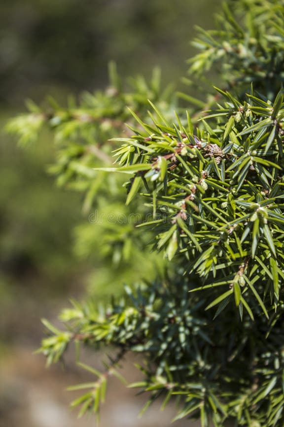 Fir tree branches stock image. Image of raindrops, foliage - 29991669