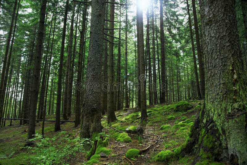 Green fir tree forest stock image. Image of landscape - 163671493