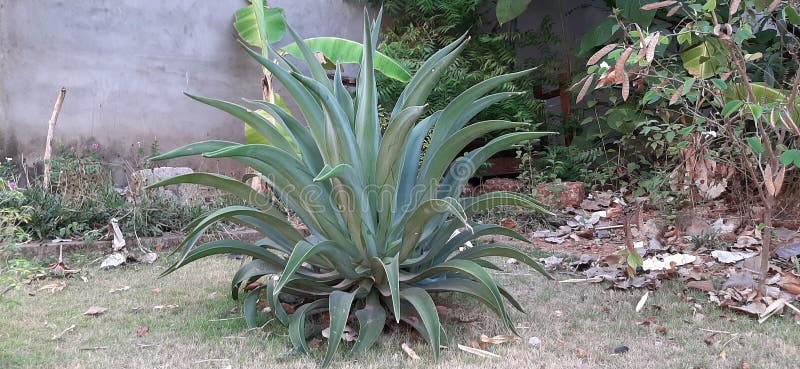 Green fire tree stock image. Image of garden, tree, fire - 149874783
