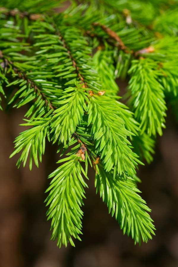 Balsam Fir tree tips stock image. Image of nature, abies - 36440261