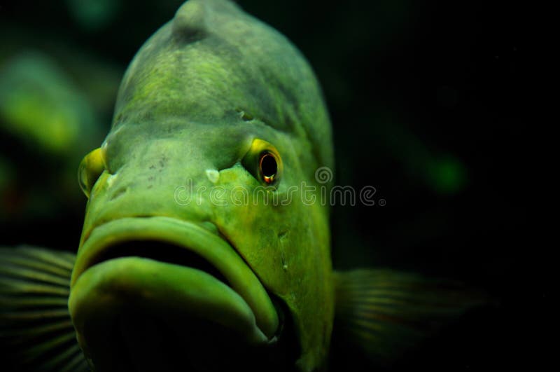 Green fish stock photo. Image of aquarium, water, captivity - 28198726