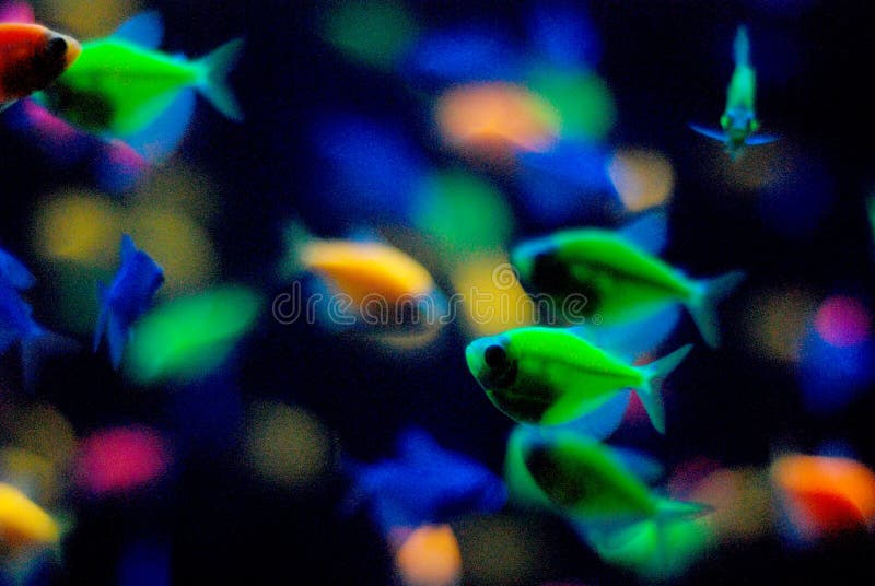 Green Fish in Aquarium Blur Background Stock Photo - Image of abstract ...