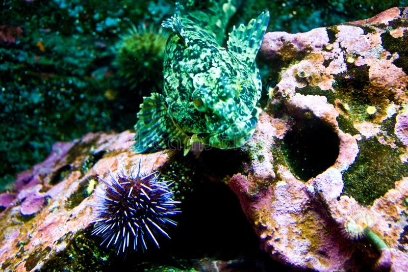 Green Fish and Purple Anemone Stock Photo - Image of aquarium, ocean ...