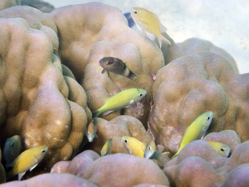Green fishes in coral reef stock image. Image of scuba - 9904765