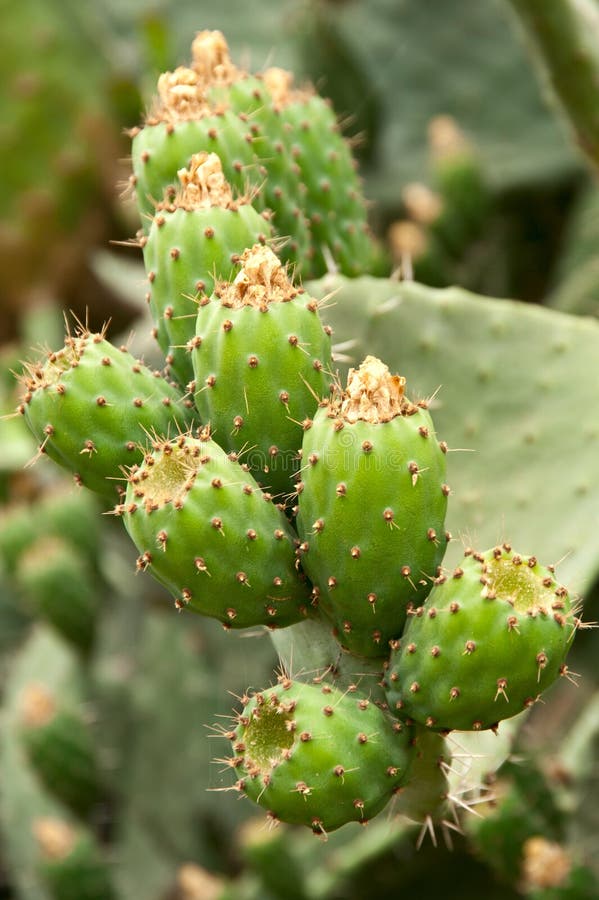 Green Flat Rounded Cladodes of Opuntia Cactus Stock Image - Image of ...