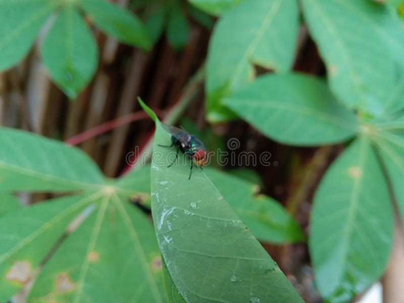 Green Flies Land on Cassava Leaves in the Morning. a Bug Stock Image ...