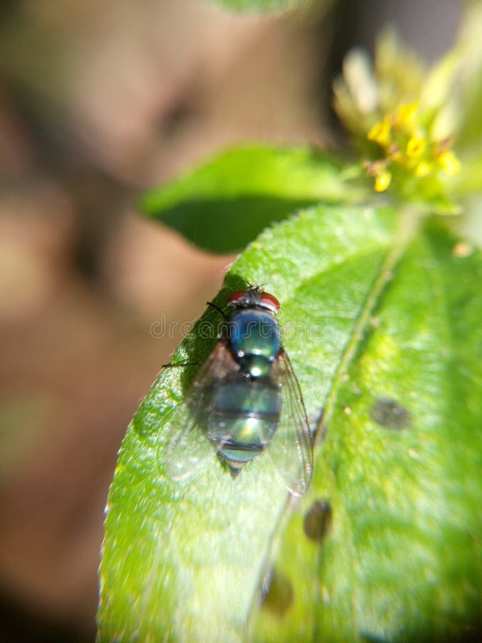 A Green Flies at Green Leave Stock Image - Image of green, flies: 100833027