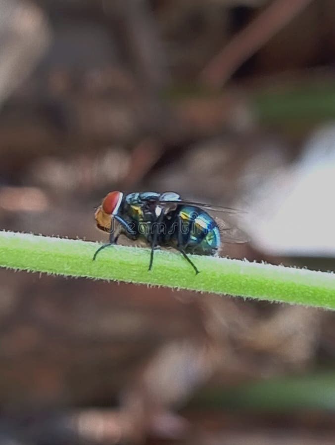 Green Flies Walking on Tree Branches. Stock Image - Image of green ...