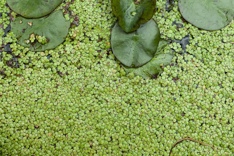 Green Floating Aquatic Plants Pattern and Texture Background Seamless ...