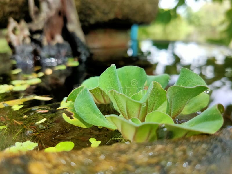 Green Floating Aquatic Plants Floating on the Surface of the Water in ...