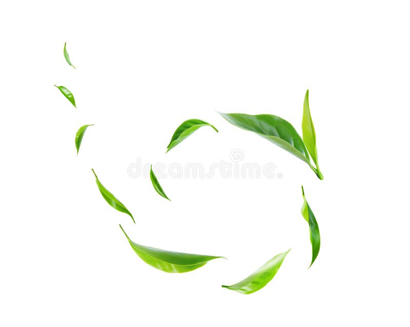 Green Floating Leaves Flying Leaves Green Leaf Dancing on White ...