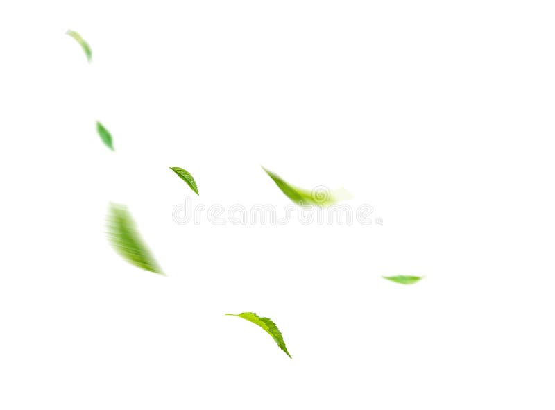 Green Floating Leaves Flying Leaves Green Leaf Dancing on White ...