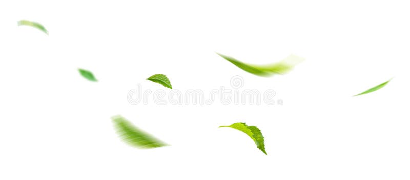 Green Floating Leaves Flying Leaves Green Leaf Dancing on White ...