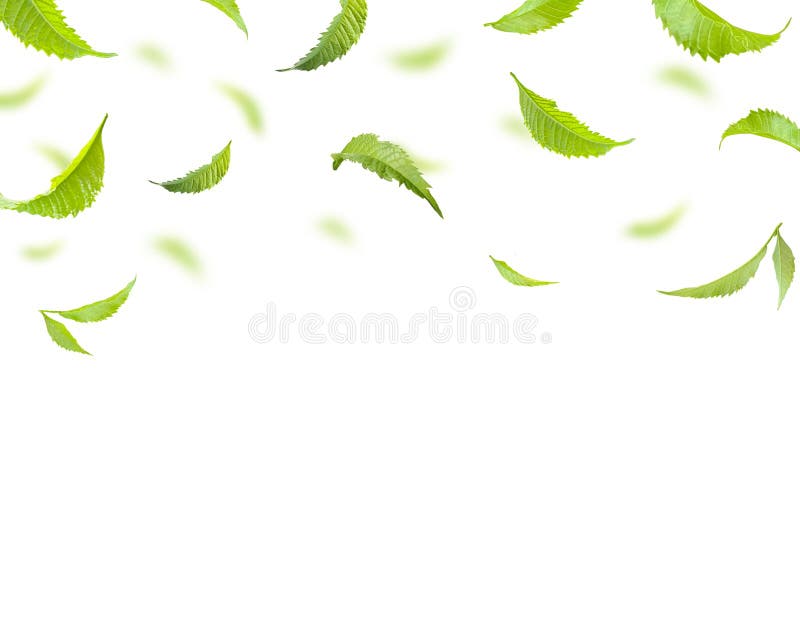 Green Floating Leaves Flying Leaves Green Leaf Dancing on White ...