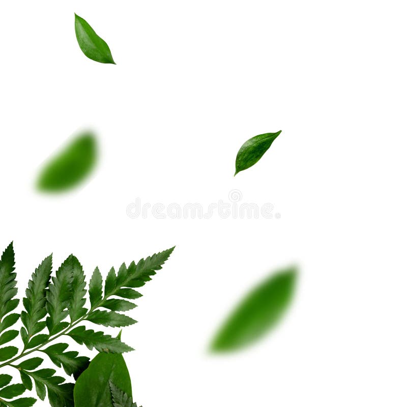 Green Floating Leaves Isolated on White Background Stock Image - Image ...