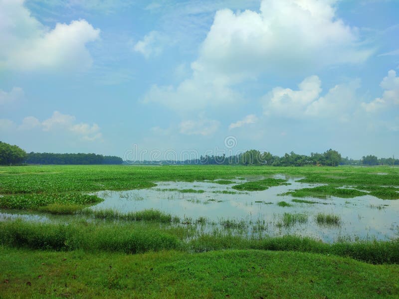 Green Floating Plants in the River.Landscape View on the Bank of River ...