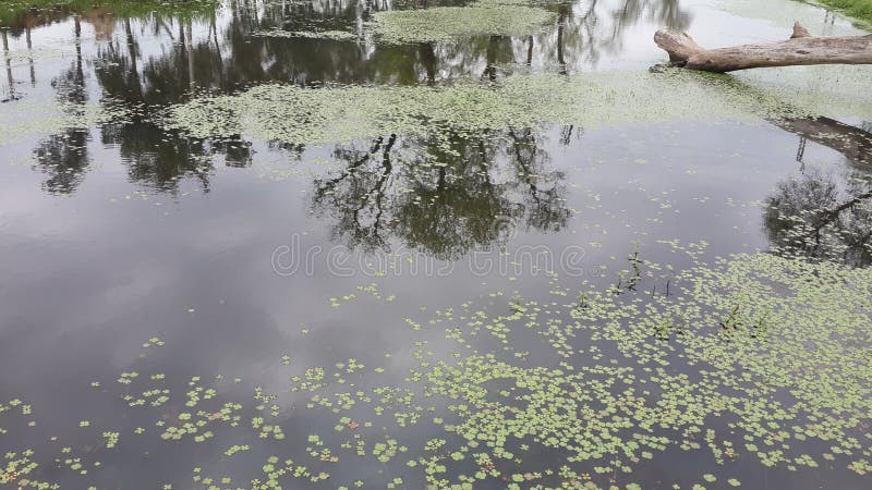 Green stock photo. Image of good, water, memory, flood - 107966582