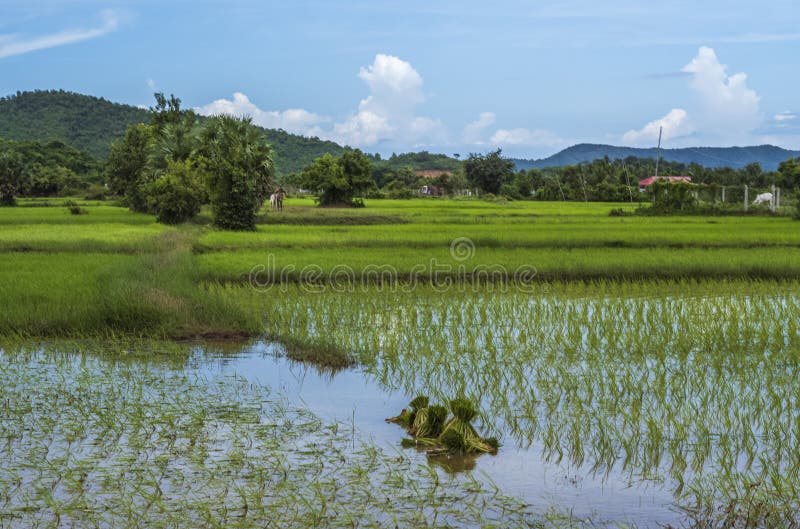 Green Flooded Rice Paddies Fields in Cambodia Stock Photo - Image of ...