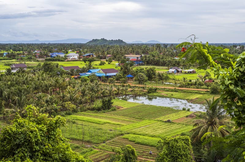 Green Flooded Rice Paddies Fields in Cambodia Stock Image - Image of ...