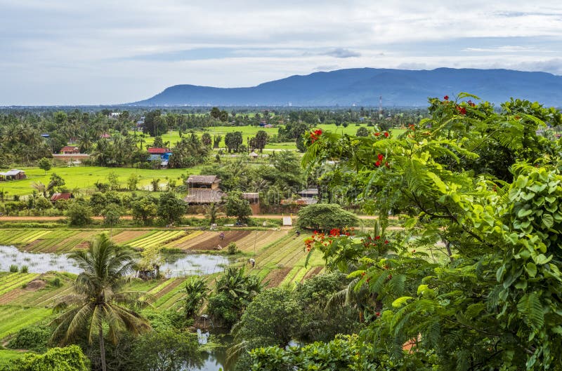 Green Flooded Rice Paddies Fields in Cambodia Stock Image - Image of ...