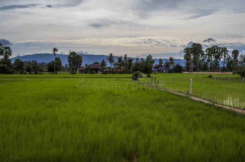 Green Flooded Rice Paddies Fields in Cambodia Stock Photo - Image of ...