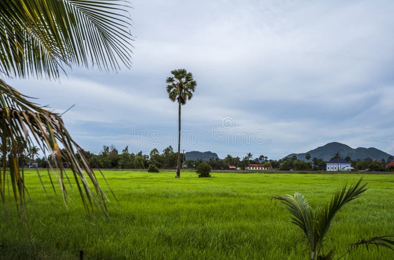 Green Flooded Rice Paddies Fields in Cambodia Stock Image - Image of ...