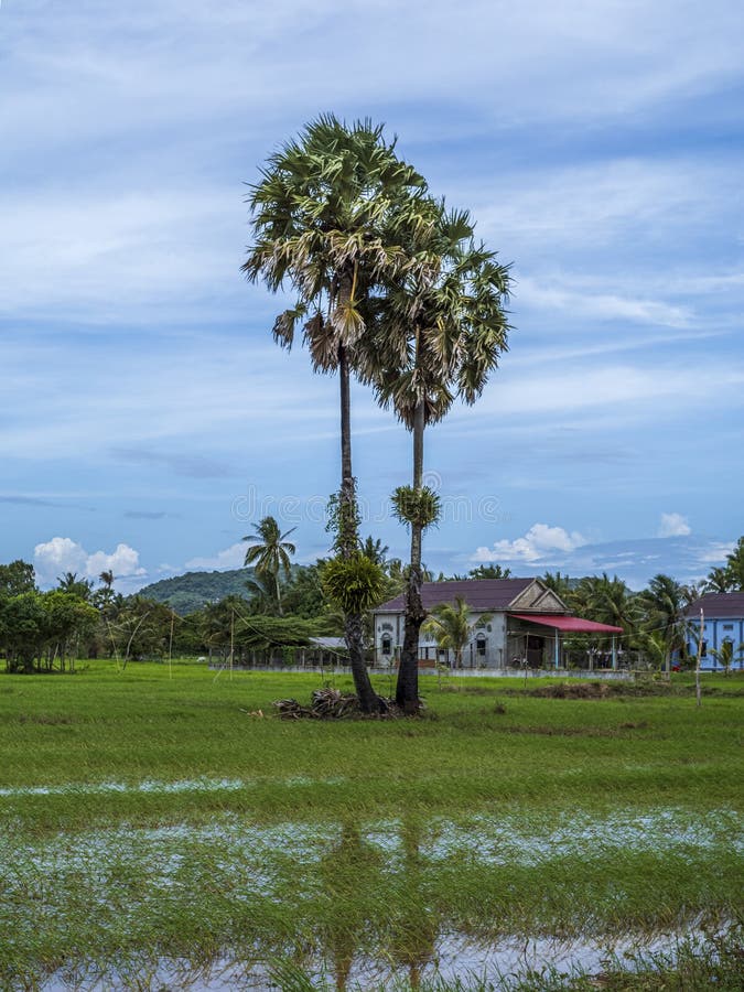 Green Flooded Rice Paddies Fields in Cambodia Stock Photo - Image of ...